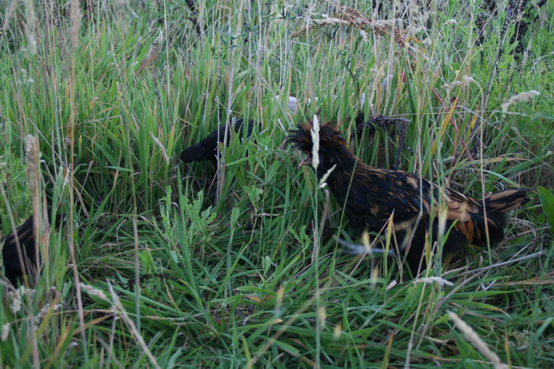 Testosterone Roosters and what to do if you have too many roosters ...